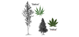 Landraces, Local Ecotypes & EcoRegions of Provenance Primer